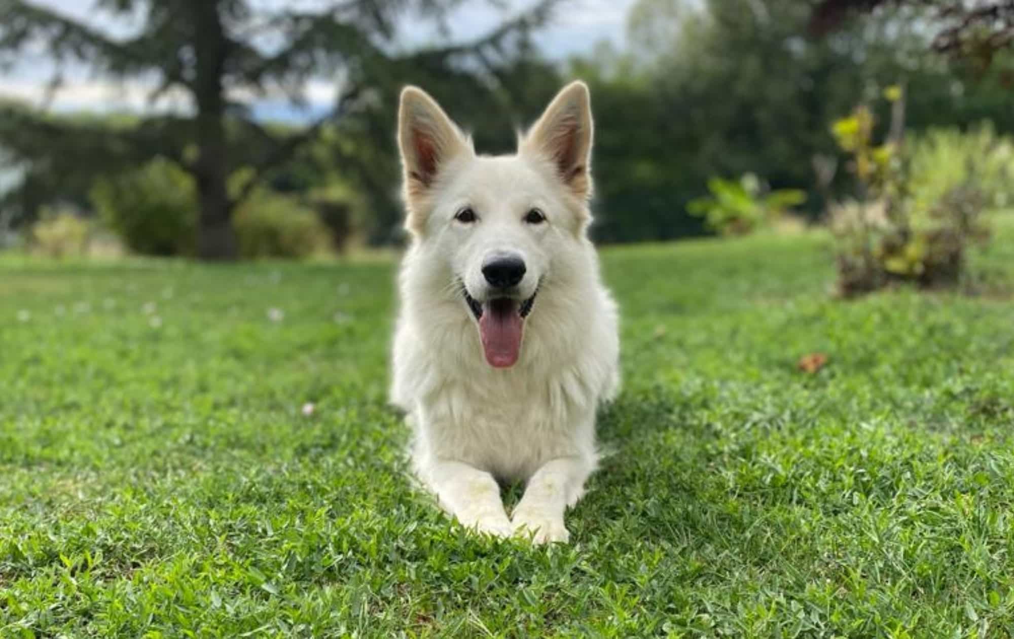 Nom De Chien Une Liste En T Pour L ann e 2022 INVERS La Boutique Nom De Chien Une Liste En T Pour L ann e 2022 INVERS La Boutique
